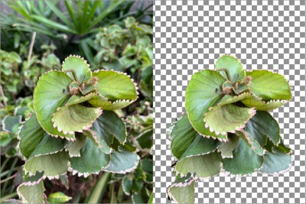 PicWish review: Magically remove background from images – iGeeksBlog