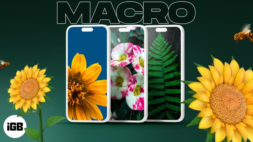 Macro Photography Wallpapers for iPhone (Free Download) - iGeeksBlog